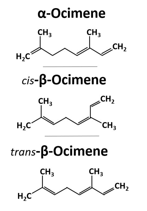 Terpene University Part 9 Ocimene Omega Equipment And Supply Blog
