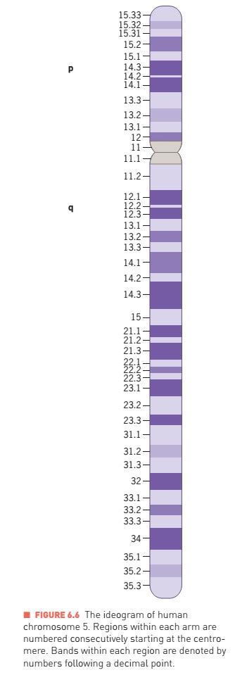 Karyotype And Idiogram Definition Procedure Steps Applications Biology Notes Online