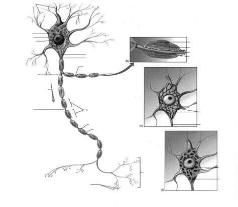 Neuron Structure Diagram Quizlet