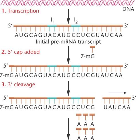 Rna Heterogeneous Nuclear Heterogeneous Nuclear RNA