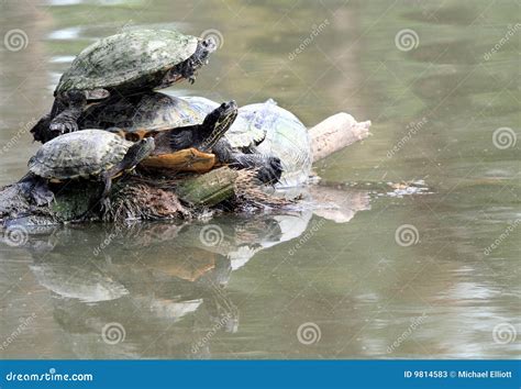 Stacked Turtles Stock Image Image Of Turtle Life Stack 9814583