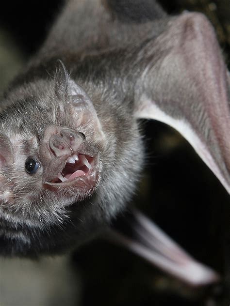 Do Vampire Bats Feed On Humans