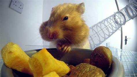 Hamsters Temporarily Store Food In Their Roomy Cheek Pouches Which