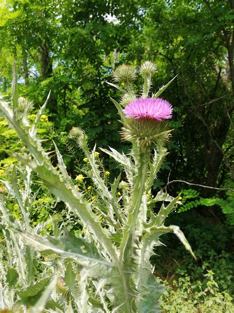 Thistle Flower Prickly Close Free Photo On Pixabay Pixabay