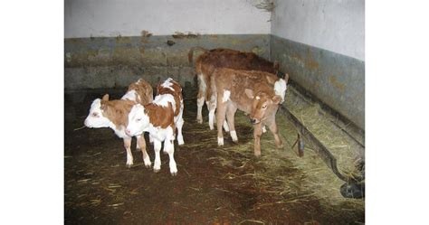 Изхранване при преживните животни Български Фермер