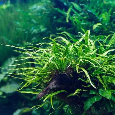 Java Fern Narrow Mini Minipura Aqua