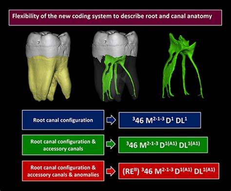 Tooth Root And Canal Anatomy Pocket Dentistry