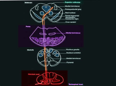 Neuroanatomy Extrapyramidal System Statpearls Ncbi Bookshelf