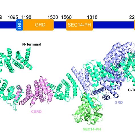 A Schematic Representation Of Neurofibromin Protein And Identified Download Scientific