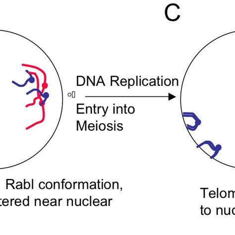 Chromosomes Reorganise Early In Meiosis To Form The Bouquet Structure