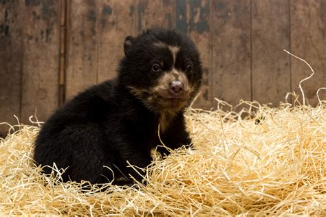 Spectacled Bear Cubs