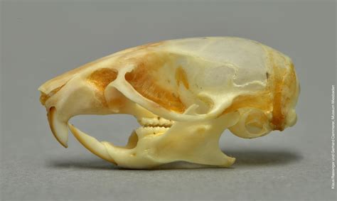 About The Ees Extended Evolutionary Synthesis