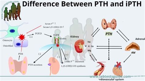 Differences Between Conjugated And Unconjugated Bilirubin Lab Tests Guide