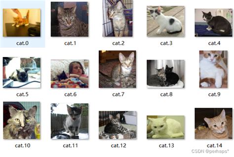 Pytorch框架 猫狗分类pytorchgpu猫狗分类 Csdn博客
