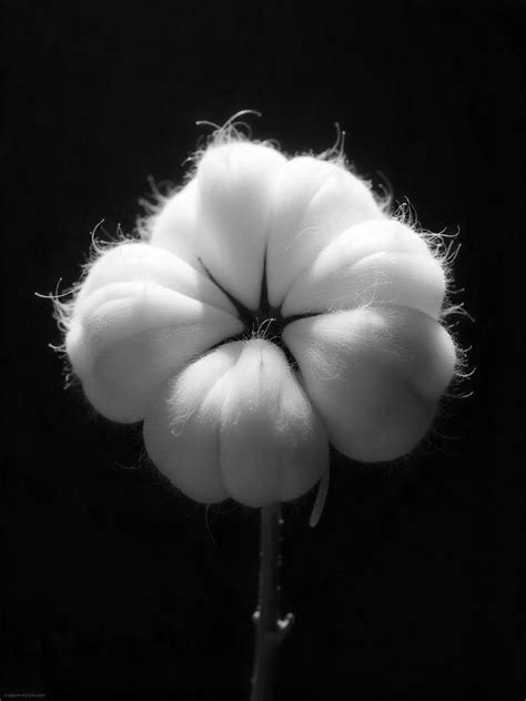 Why Raw Cotton Is In High Demand B2b Tips Exportersindia