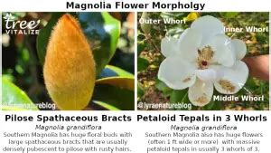 16 Different Types Of Magnolia Trees And Identifying Features