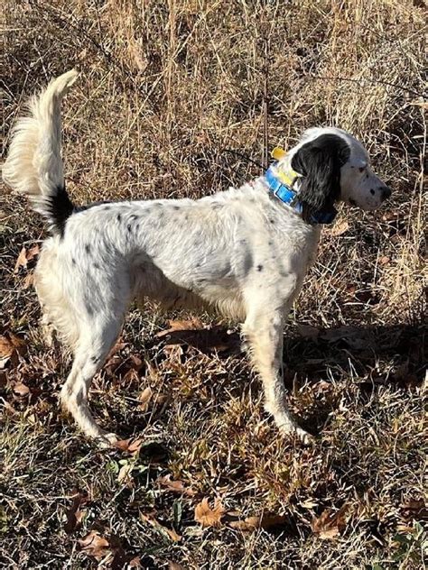 English Setter For Sale