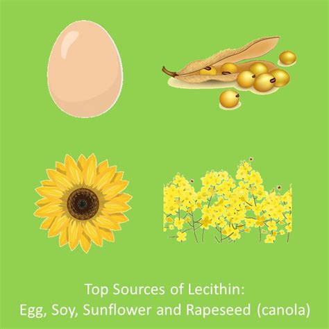 Lecithin Origins World Of Lecithin Phosphatidylcholine Pc Lecilite