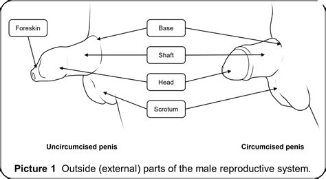 How To Draw Human Male Reproductive System Easily