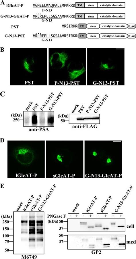 Intracellular Activities And Localization Of Chimeric Glcat P And Pst