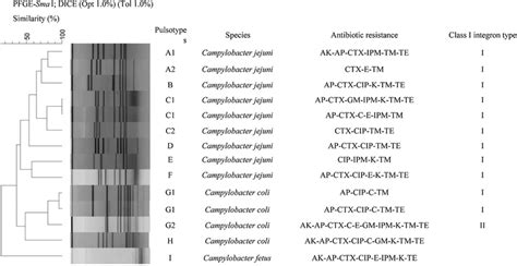 The Dendrogram Of Smai Digested Pfge Profile Of 14 Campylobacter Download Scientific Diagram