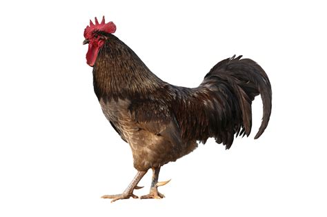 닭 수탉 새 Pixabay의 무료 이미지