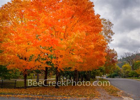 What Does A Sugar Maple Tree Look Like In The Fall At Laurence Drake Blog