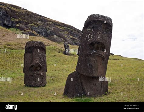 Half Buried Moai Monolithic Statues At Rano Raraku The Quarry Where