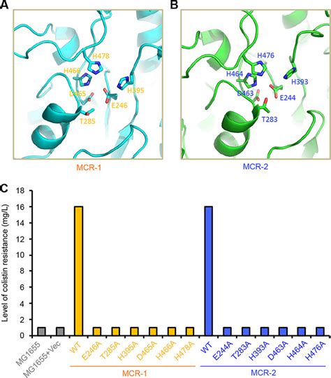 structure based mapping of the functional motif for mcr 2 a