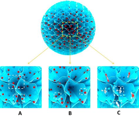 4 Illusration Of The Surface Confinement Effect On Dms Preventing Np Download Scientific
