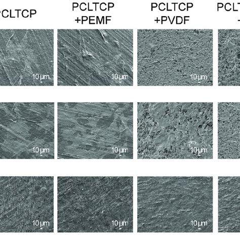 fixed cell morphology on pcl tcp without pcl tcp and with pulsed