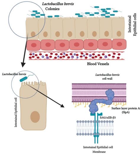 Graphical Abstract Of The Slpa Proteins Theoretical Binding With The Download Scientific