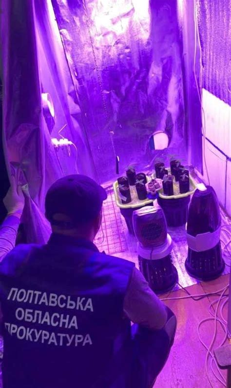 У Полтаві арештували чотирьох підозрюваних у виготовленні та збуті наркотиків коноплі