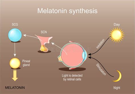 Melatonin Synthesis