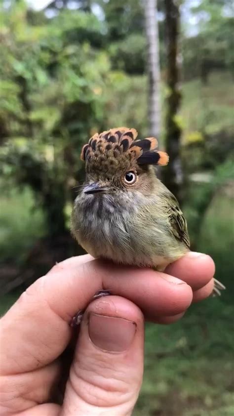 Scale Crested Pygmy Tyrant In Costa Rica