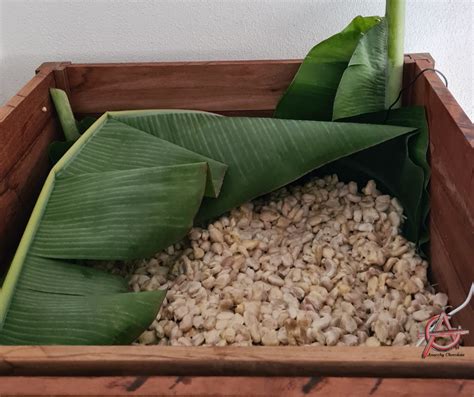 Cacao Beans Fermentation