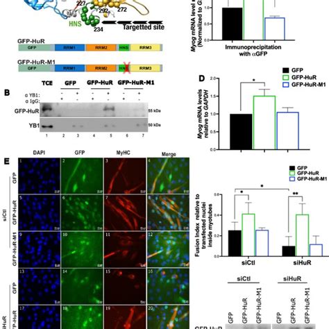Schematic Diagram Of Exosome Biogenesis Exosome Biogenesis Starts The Download Scientific