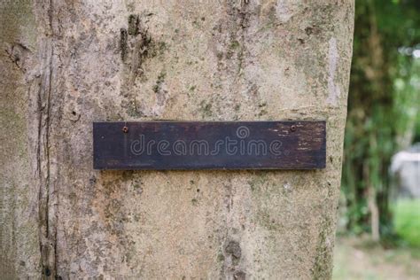 Botanical Identification Label On Tree Stock Photo Image Of Rural Tree 187698616