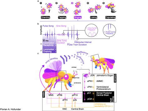 Explaining Visually Circos Circular Genome Data Visualization