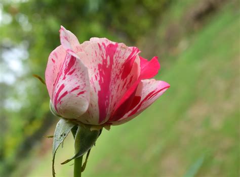 Rosa Vermelho Natureza Foto Gratuita No Pixabay Pixabay