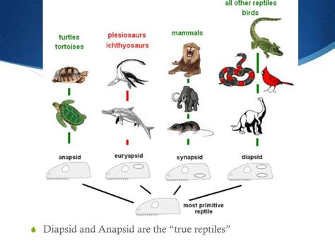 Ppt Chordata Reptilia Powerpoint Presentation Id1582364