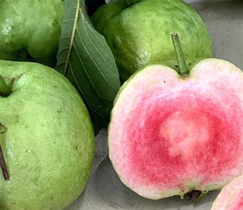 Taiwan Ruby Seedless Guava 2ft Tall Ship In 3gal Pot Etsy