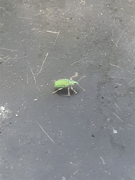 Anyone Know What He Is R Whatbugisthis