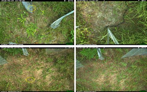 Figure 2 From Animal Species Recognition With Deep Convolutional Neural