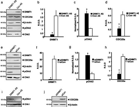 Dnmt1 Knockdown Activates A Cellular Response Utilizing Components Of