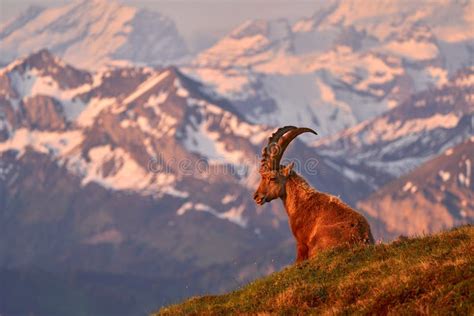 Alp Ibex Sunset Switzerland Wildlife Ibex Capra Ibex Horned Alpine
