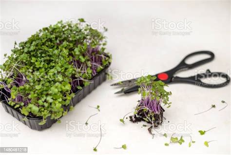 여성이나 어린이 손의 부엌에서 마이크로 그린 접시에 들고 가위로 절단 Forkhealthy 영양 다이어트 체중 감량 0명에 대한 스톡 사진 및 기타 이미지 Istock