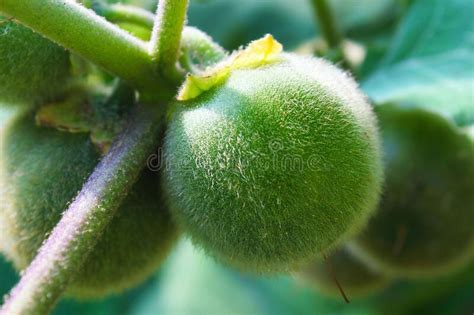 Traditional Uses And Benefits Of Hairy Eggplant Health Benefits