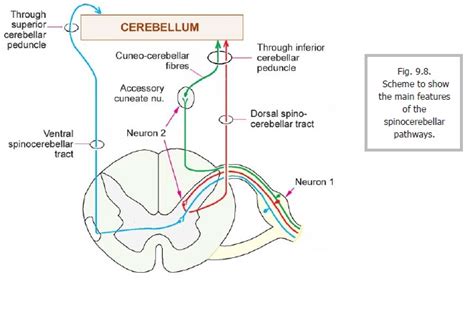 Ventral Spinocerebellar Tract Pathway
