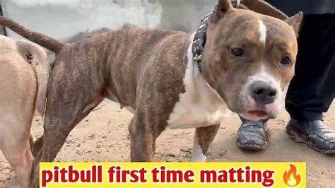 Pitbull Dog First Time Mating Pitbull Matting Youtube